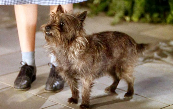 Warner Bros. Develops 'The Wizard of Oz' Animated Film From Toto's ...