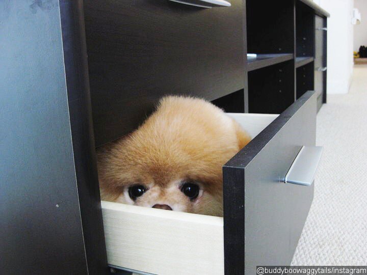 Remembering Boo, 'World's Cutest Dog,' Who Dies at 12 - See the Cutest Pics