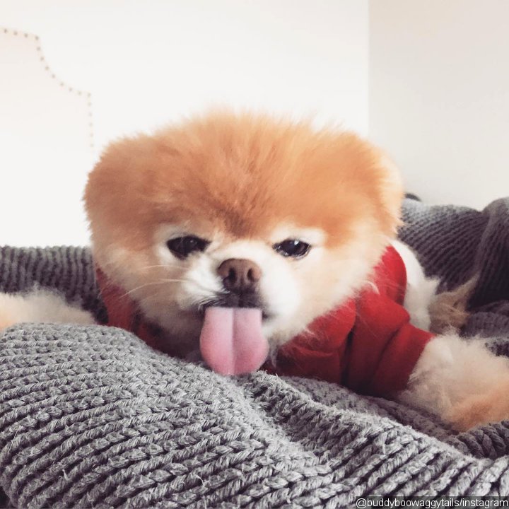 Remembering Boo, 'World's Cutest Dog,' Who Dies at 12 - See the Cutest Pics