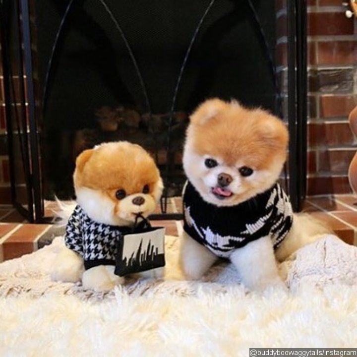 Remembering Boo, 'World's Cutest Dog,' Who Dies at 12 - See the Cutest Pics