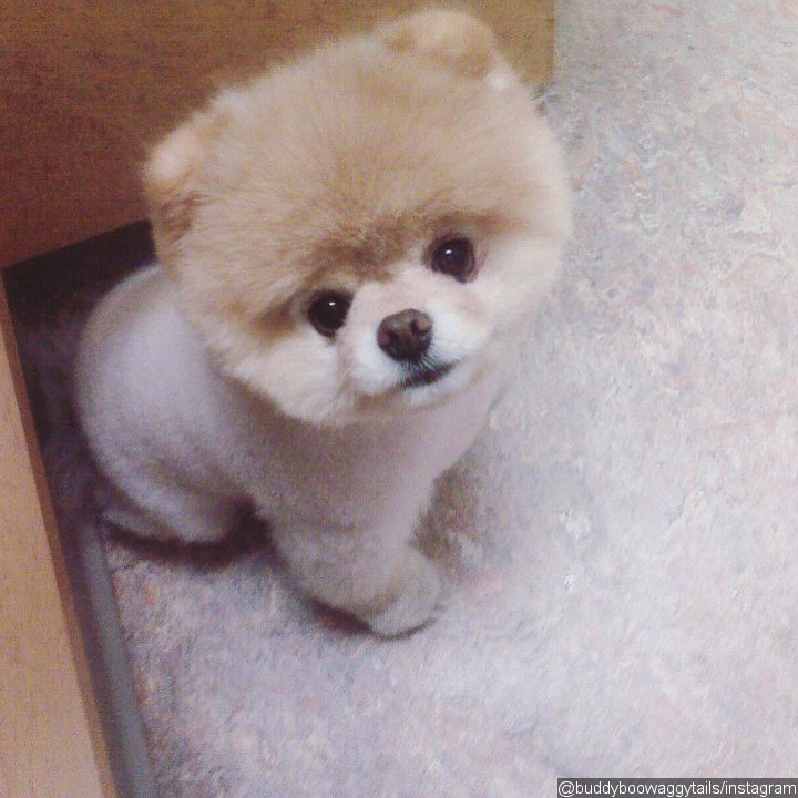 Remembering Boo, 'World's Cutest Dog,' Who Dies at 12 - See the Cutest Pics