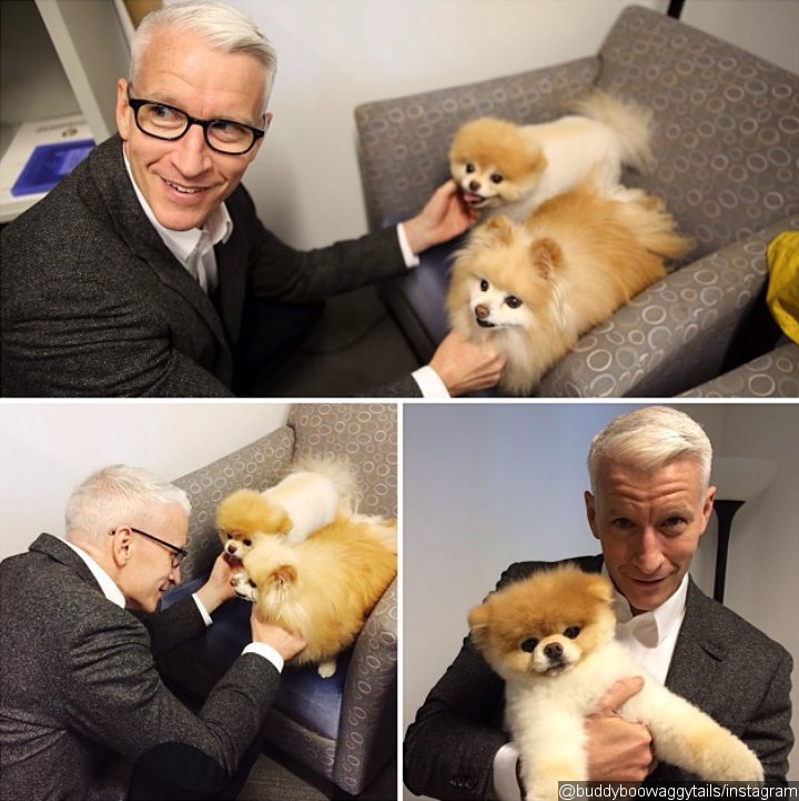 Remembering Boo, 'World's Cutest Dog,' Who Dies at 12 - See the Cutest Pics