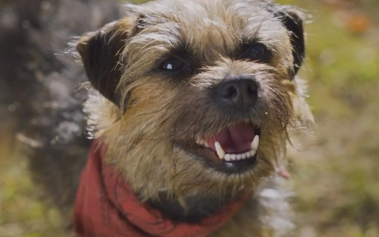 'Strays' Director Uses Real Dogs for Almost Every Scene in Live-Action ...