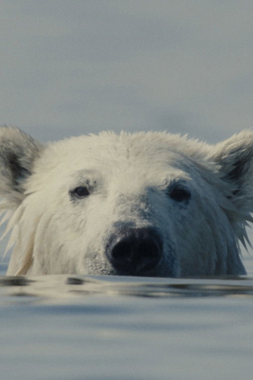 Nuisance Bear (2026) - Documentary Film | AceShowbiz