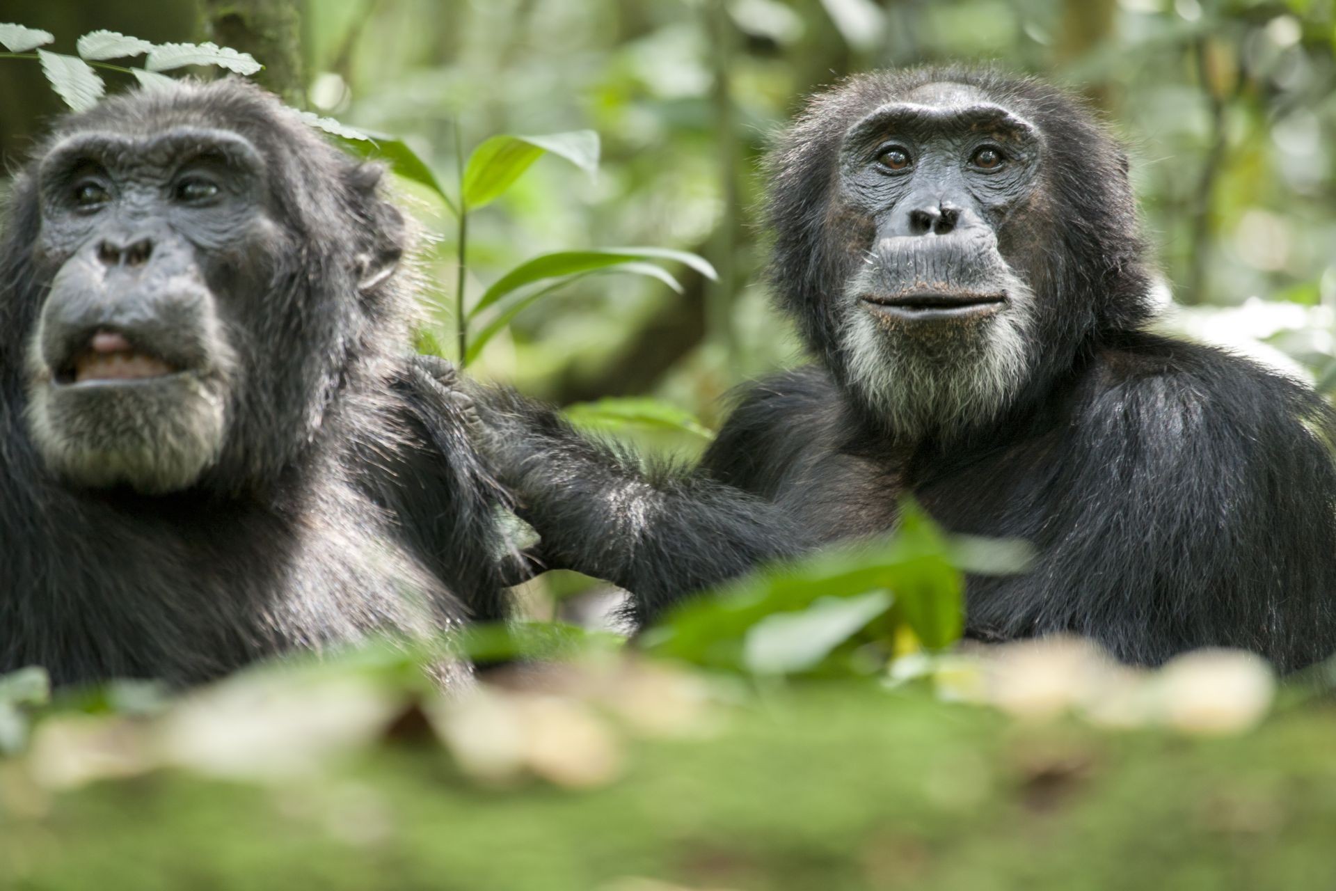 Chimpanzee Picture 18