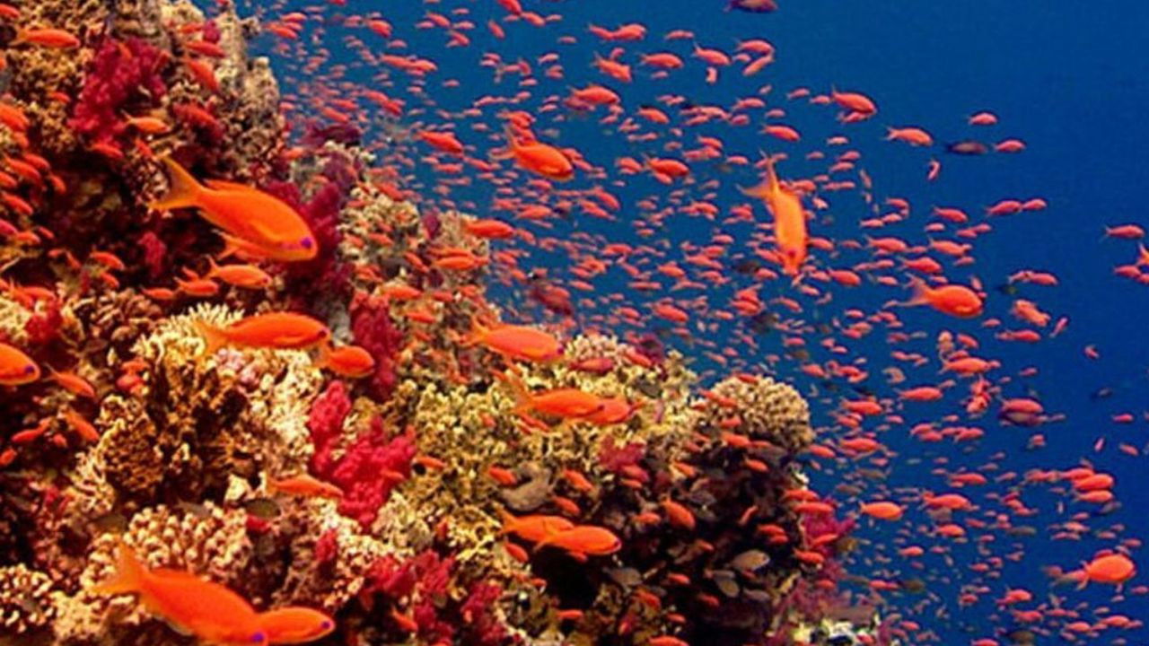 Deep Blue Picture 4 | AceShowbiz