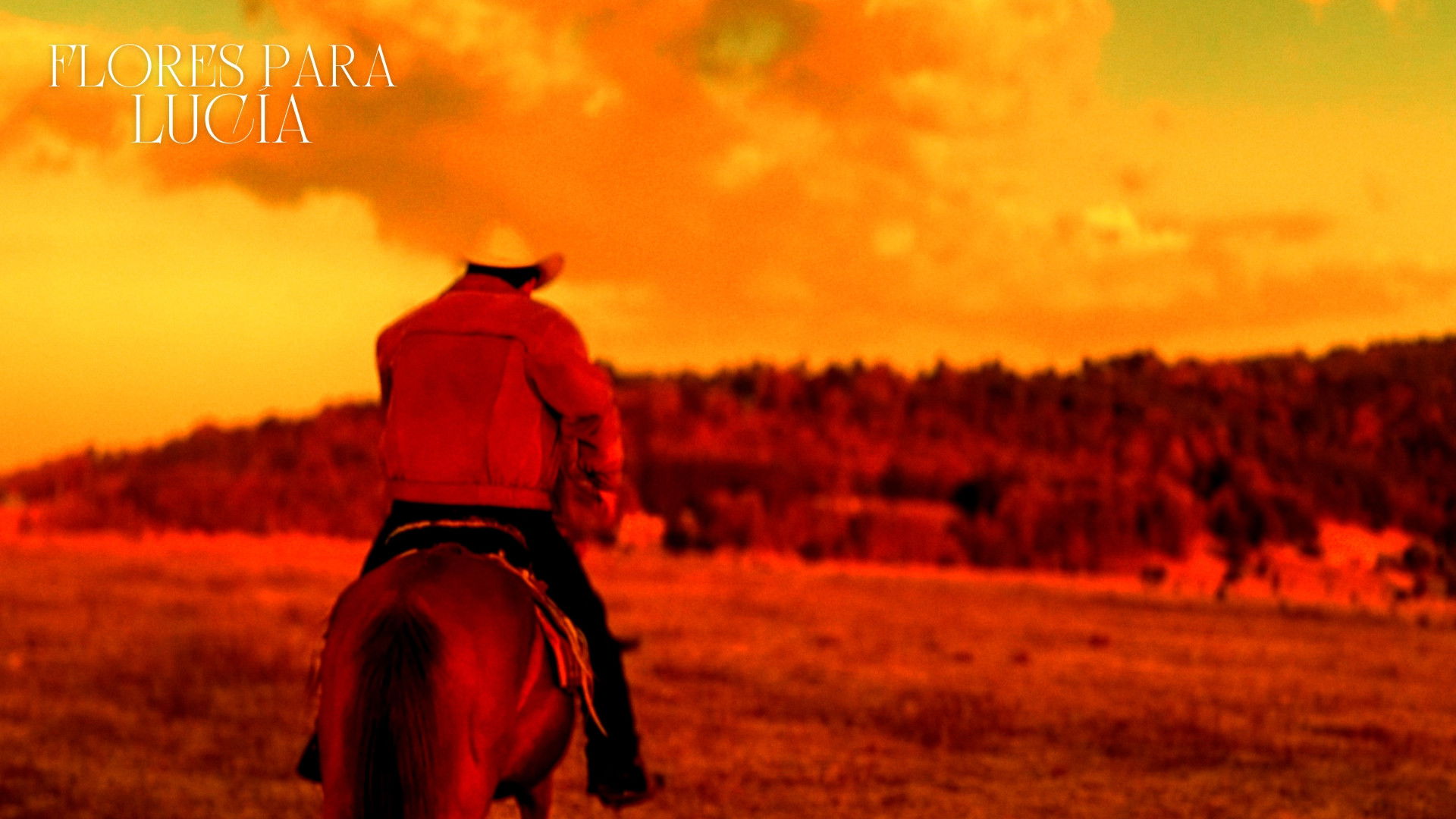 Flores Para Lucia Picture 4