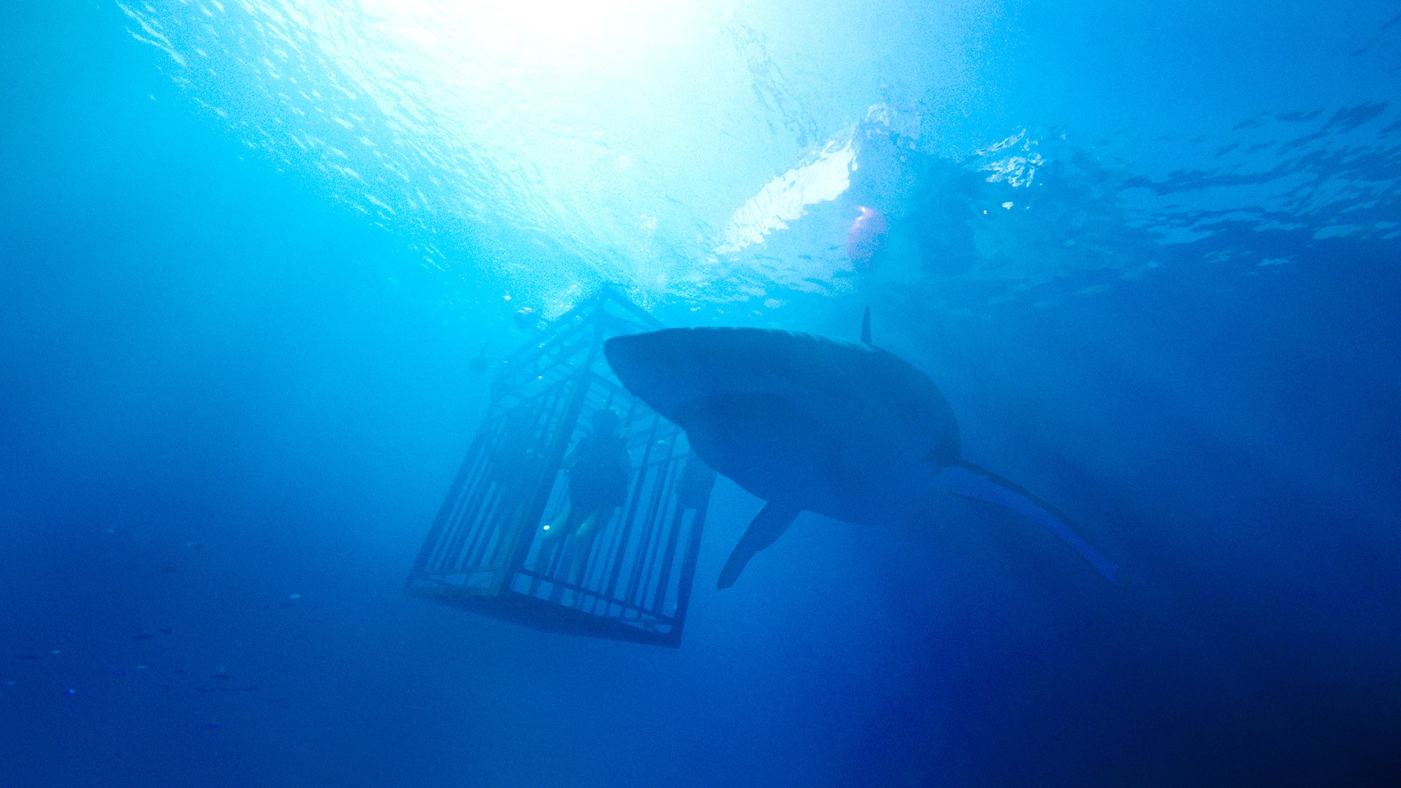 47 Meters Down Picture 6