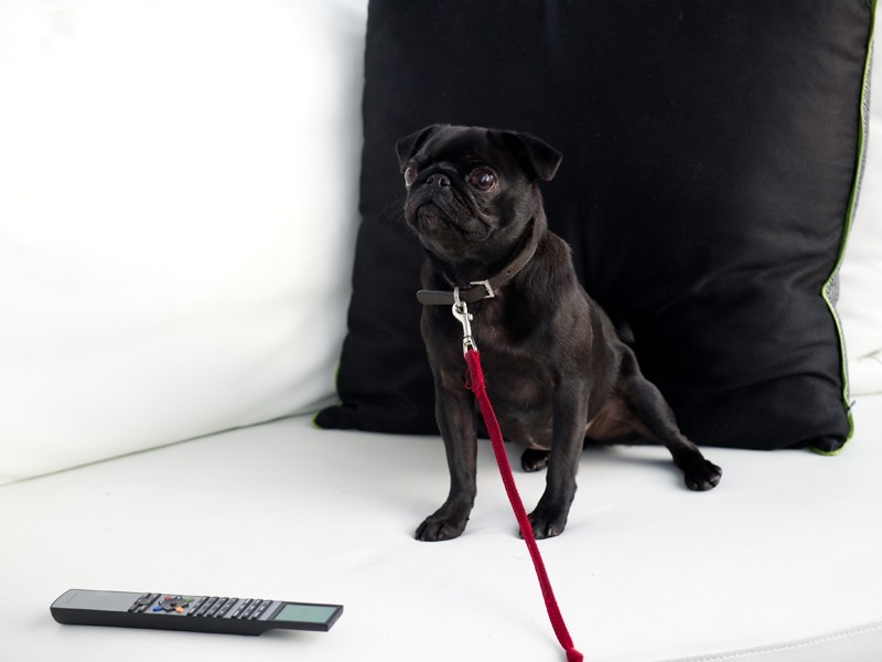 Molly Moon: The Incredible Hypnotist (2015) Cast, Crew, Synopsis and ...