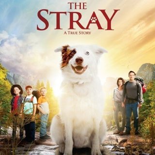 Stray, The (2017) by Mitch Davis | AceShowbiz