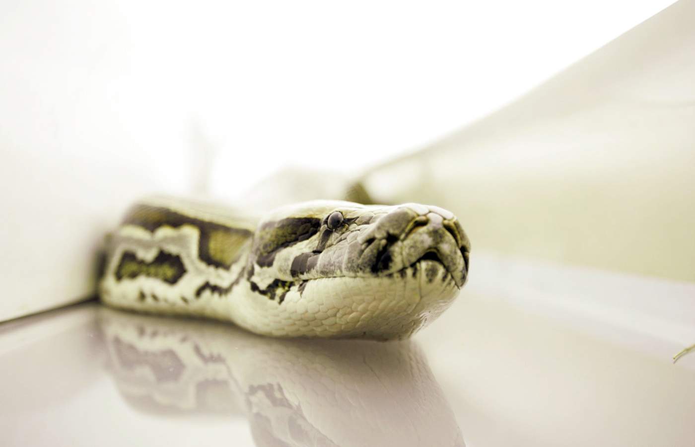 Snakes on a Plane Picture 6