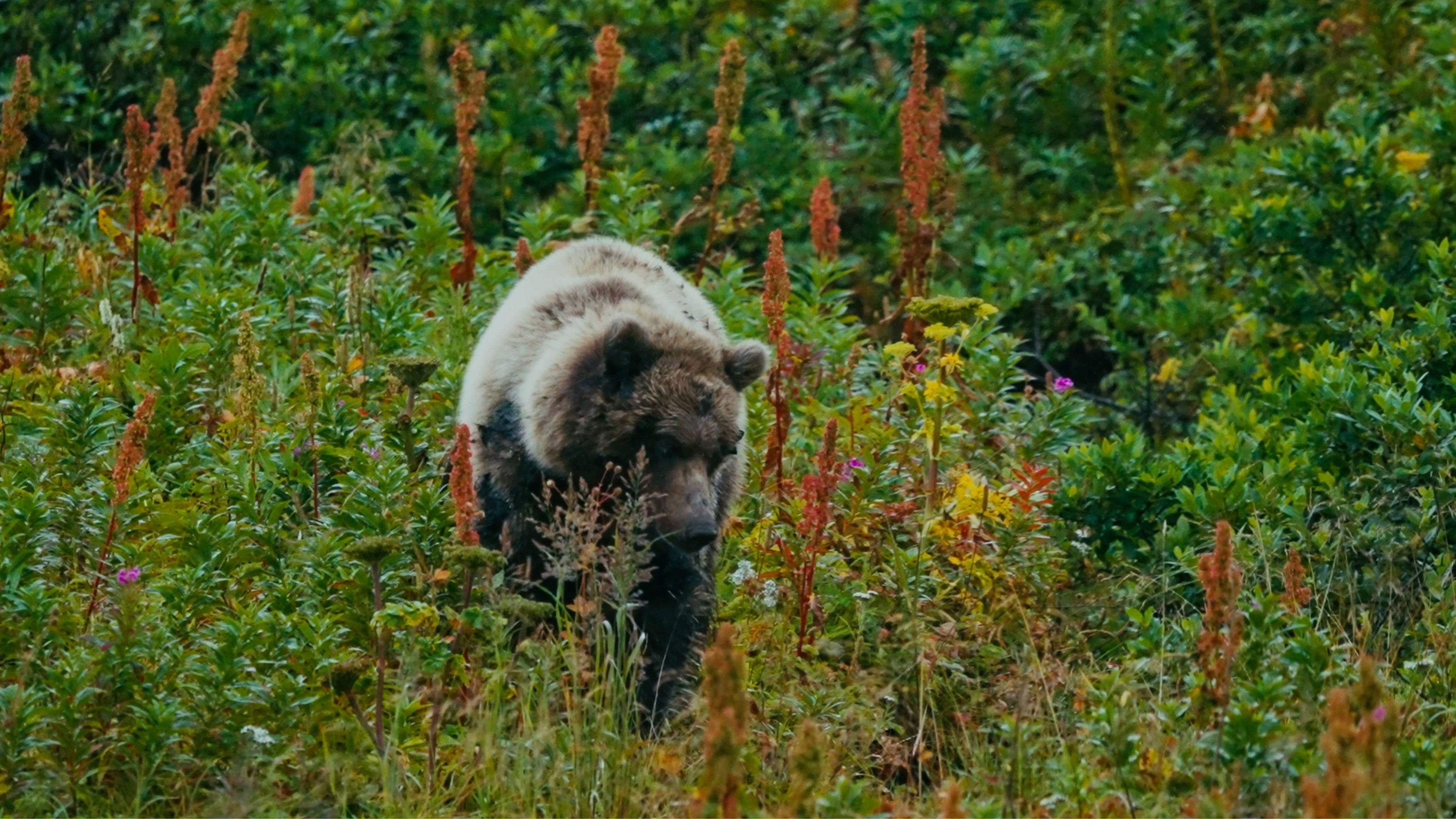 The Bear Beneath Picture 2