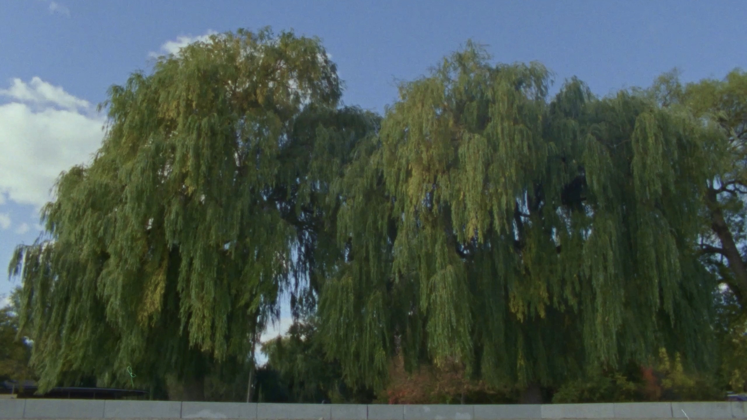 Willow World Picture 1 | AceShowbiz